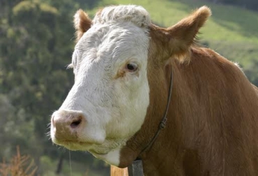 Raza Simmental aumentó producción de leche en 5 años | CONtexto ganadero