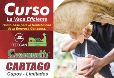 Curso de ‘La vaca eficiente’ de Fedegán y Cogancevalle en Cartago ...