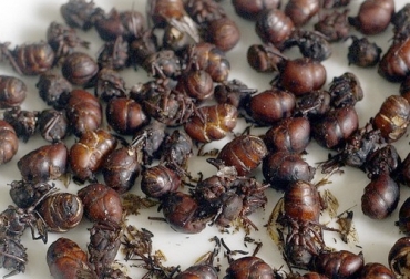 Así se obtienen las hormigas culonas | CONtexto ganadero