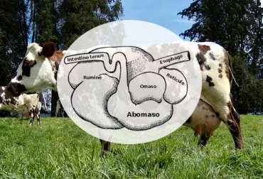 Ganadería Sostenible: Desplazamiento del abomaso adelgaza vacas y baja ...