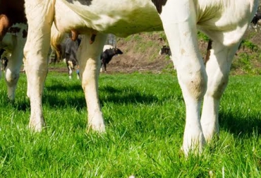 Aprenda a tratar lesiones en músculos de patas traseras de sus vacas ...