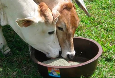 Sales mineralizadas proteinadas, opción para reses en trópico bajo y alto | CONtexto ganadero