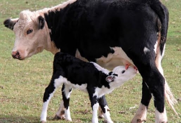 ¿Por qué los terneros logran caminar 2 horas después de nacer ...