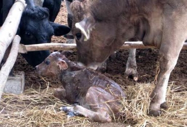 Descubra el protocolo de tratamiento del parto de una vaca | CONtexto ...