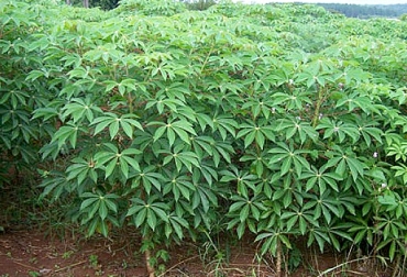 Aprenda a preparar la yuca para suplementar a sus bovinos | CONtexto ...