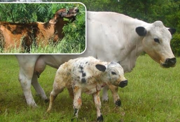 Leche de vacas criollas colombianas se destaca por altos sólidos ...