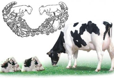 Conozca todo sobre el síndrome Freemartin y la infertilidad en vacas ...