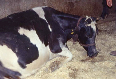 Cómo tratar 2 tipos de indigestión en bovinos | CONtexto ganadero