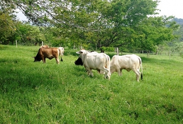 ¿Por qué los machos viejos se aíslan? | CONtexto ganadero
