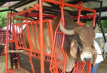 ¿Qué tan necesario es comprar un brete? | CONtexto ganadero