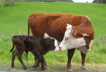Manejo del ternero dependiendo del clima | CONtexto ganadero