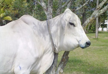 Hemoncosis también puede presentarse en bovinos | CONtexto ganadero