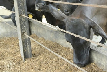 ¿Es conveniente el uso de la pollinaza como alimento? | CONtexto ganadero