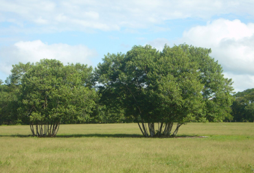 'Escobo o garrapato blanco', árbol que produce aceite y es medicinal ...