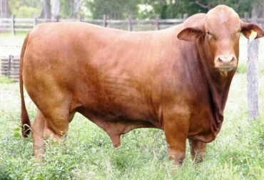 Brahmousin, una gran combinación para producir carne en trópico ...