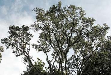 Árbol Encenillo alivia fiebres y hematomas del ganado | CONtexto ganadero