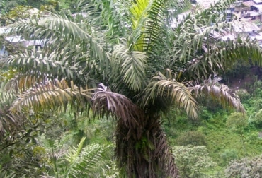 La harina de tagua sirve para la nutrición del ganado | CONtexto ganadero