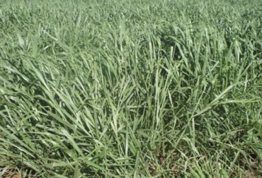 Ventajas del pasto Piatá | CONtexto ganadero