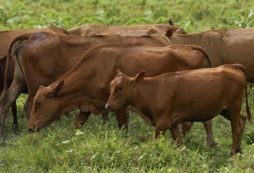 Romosinuano es considerado buen productor de terneros y de carne ...