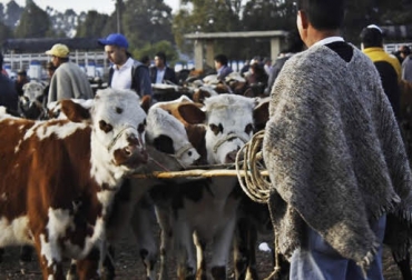 En el verano lo aconsejable es vender animales | CONtexto ganadero ...