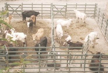 Aproveche la curiosidad de sus bovinos para diseñar corrales | CONtexto ganadero