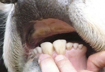 Higiene oral en bovinos| CONtexto ganadero | Noticias principales sobre ...