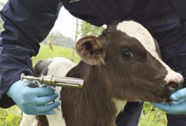 ¿Sabe qué debe tener en cuenta al inyectar a sus bovinos? | CONtexto ganadero