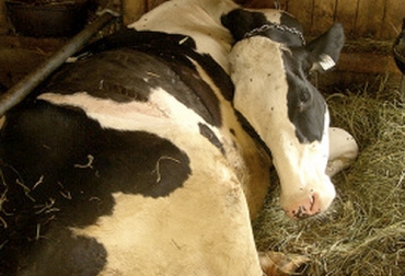 ¿Qué tanto piensa usted en el dolor que pueden sentir sus animales ...
