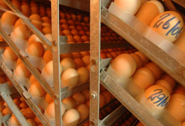 Bronquitis infecciosa, un peligro para la avicultura en México ...