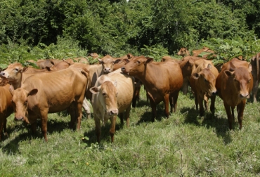 Buscan promocionar la raza Romosinuano en Bolívar | CONtexto ganadero ...