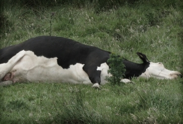 ¿Por qué estos ganaderos no curan bovinos enfermos? | CONtexto ganadero