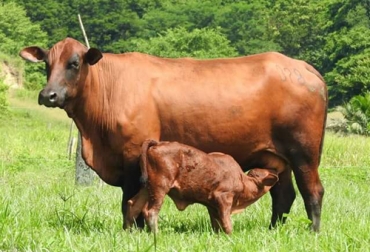 Algunos consejos para mejorar preñez al primer servicio de vacas ...