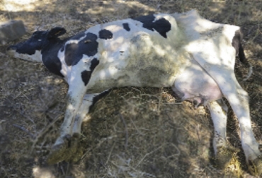 Los diferentes tipos de enterotoxemia en animales (parte 1) | CONtexto ...