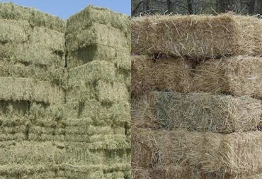 ¿Sabe qué significan los colores del heno? | CONtexto ganadero