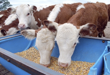 Cuándo Sería Adecuado Suministrar El Grano Entero De Maíz Al Ganado