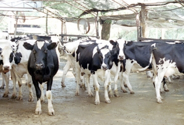 Conozca qué hacer durante el periodo denominado ‘la vaca seca ...