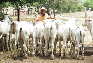 Ganadero: Tenga en cuenta 7 aspectos que garantizan el éxito del ...