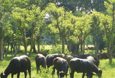 Por qué el búcaro es la puerta de entrada a una nueva ganadería en ...