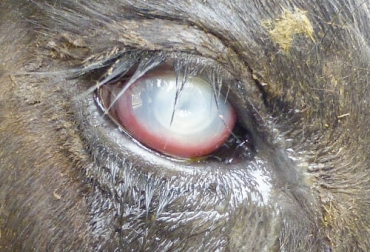 5 tácticas para prevenir la queratoconjuntivitis infecciosa bovina ...