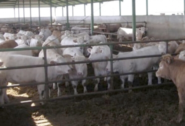 ¿Qué medidas se deben tener en cuenta para el alojamiento de bovinos? | CONtexto ganadero