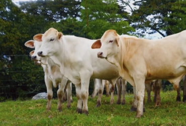 Conozca las bondades del charoláis para el cruzamiento | CONtexto ganadero