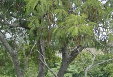 ¿Quiere saber del Yopo? Así se comporta en la ganadería colombiana ...