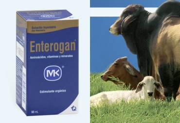 Beneficios de la estimulación orgánica en la producción bovina ...