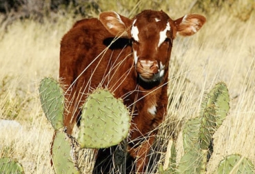 Estos son los beneficios de usar cactus en la alimentación de ganado ...