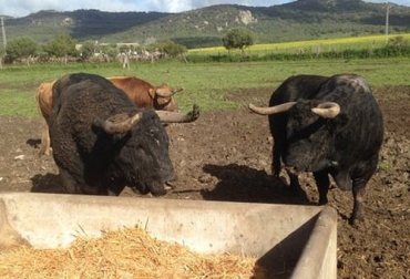 ¿Por qué el consumo residual de alimento es importante en la elección ...