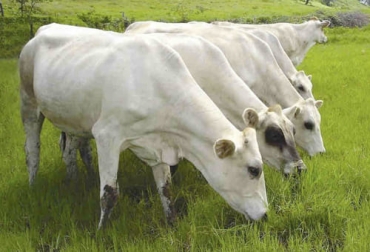 Carora, una raza criolla venezolana adaptada al trópico | CONtexto ganadero