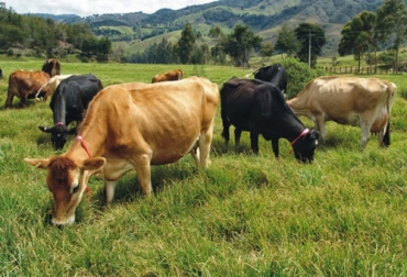Factores que inciden en el tiempo de pastoreo de los bovinos | CONtexto ganadero