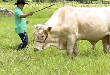 Charolais una raza con buenos resultados en tierras de Boyacá | CONtexto ganadero