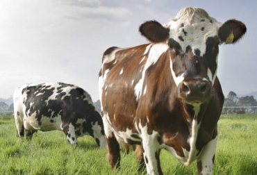 Normando, una raza con buen desempeño para fines cárnicos | CONtexto ganadero