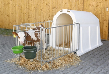 ¿Qué son los boxes y cómo puede generar mayor eficiencia en el levante de terneros? | CONtexto ...